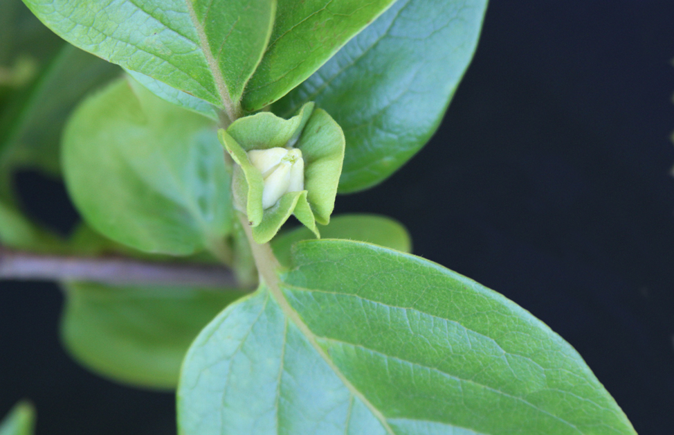 cv. Izu Flower & Fruit Development | Fruit & Nut Research & Information ...