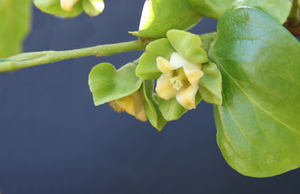 cv. Izu Flower & Fruit Development | Fruit & Nut Research & Information ...