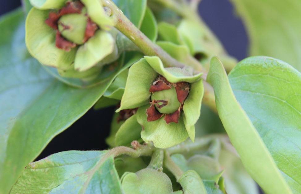 cv. Izu Flower & Fruit Development | Fruit & Nut Research & Information ...