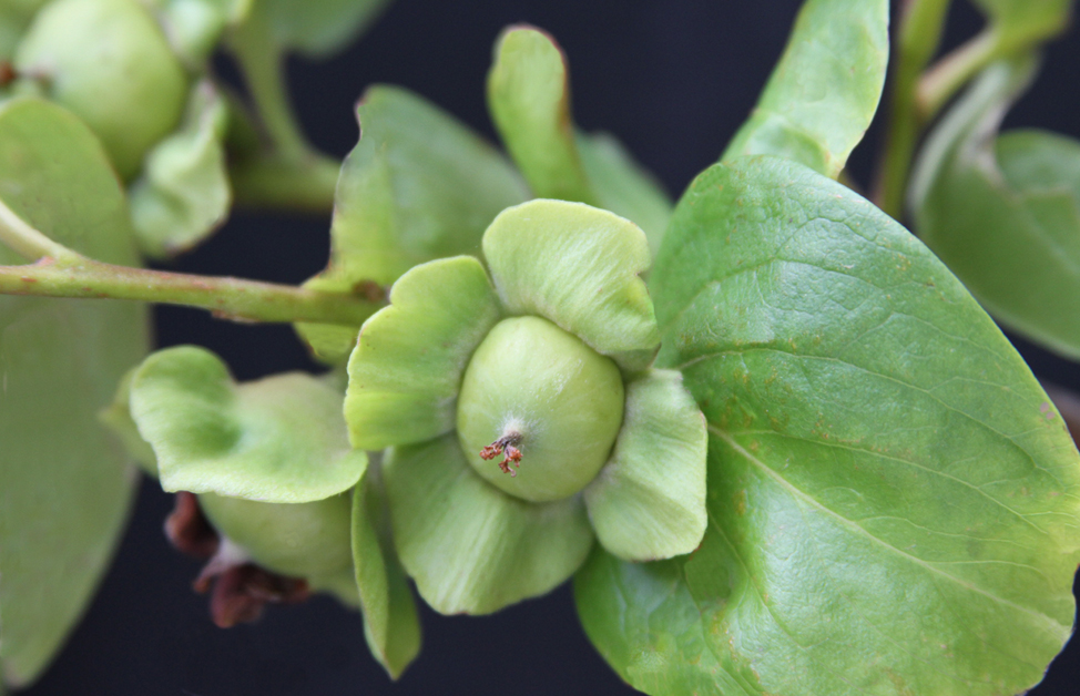 cv. Izu Flower & Fruit Development | Fruit & Nut Research & Information ...