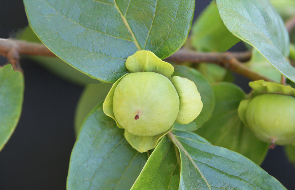 cv. Izu Flower & Fruit Development | Fruit & Nut Research & Information ...